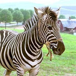 Deu Zebra! - Filme 2005 - AdoroCinema