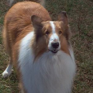 Lassie - Filme 1994 - AdoroCinema