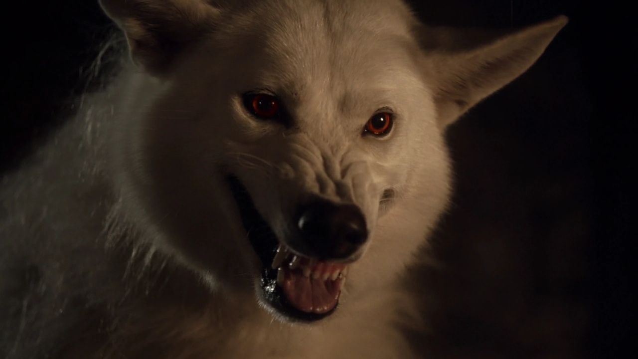 Lobo-terrível: Espécie extinta de Game of Thrones é “ressuscitada” por ...