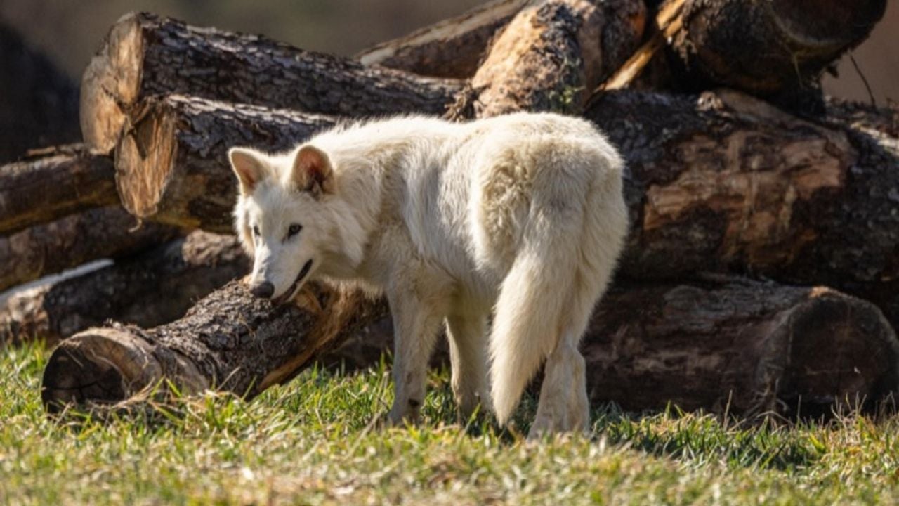 Lobo-terrível: Espécie extinta de Game of Thrones é “ressuscitada” por ...