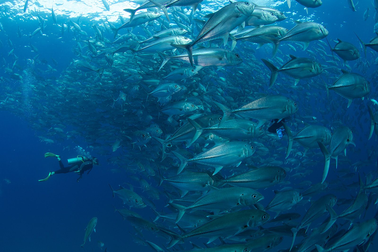 Foto do filme Mission Blue - Foto 4 de 12 - AdoroCinema