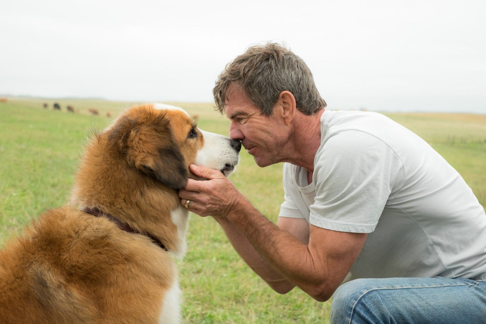 Foto do filme Quatro Vidas de um Cachorro - Foto 22 de 32 - AdoroCinema