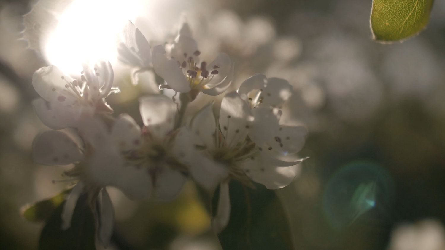 Foto do filme Ceres - Foto 3 de 9 - AdoroCinema