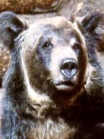 Bozo the Bear - AdoroCinema