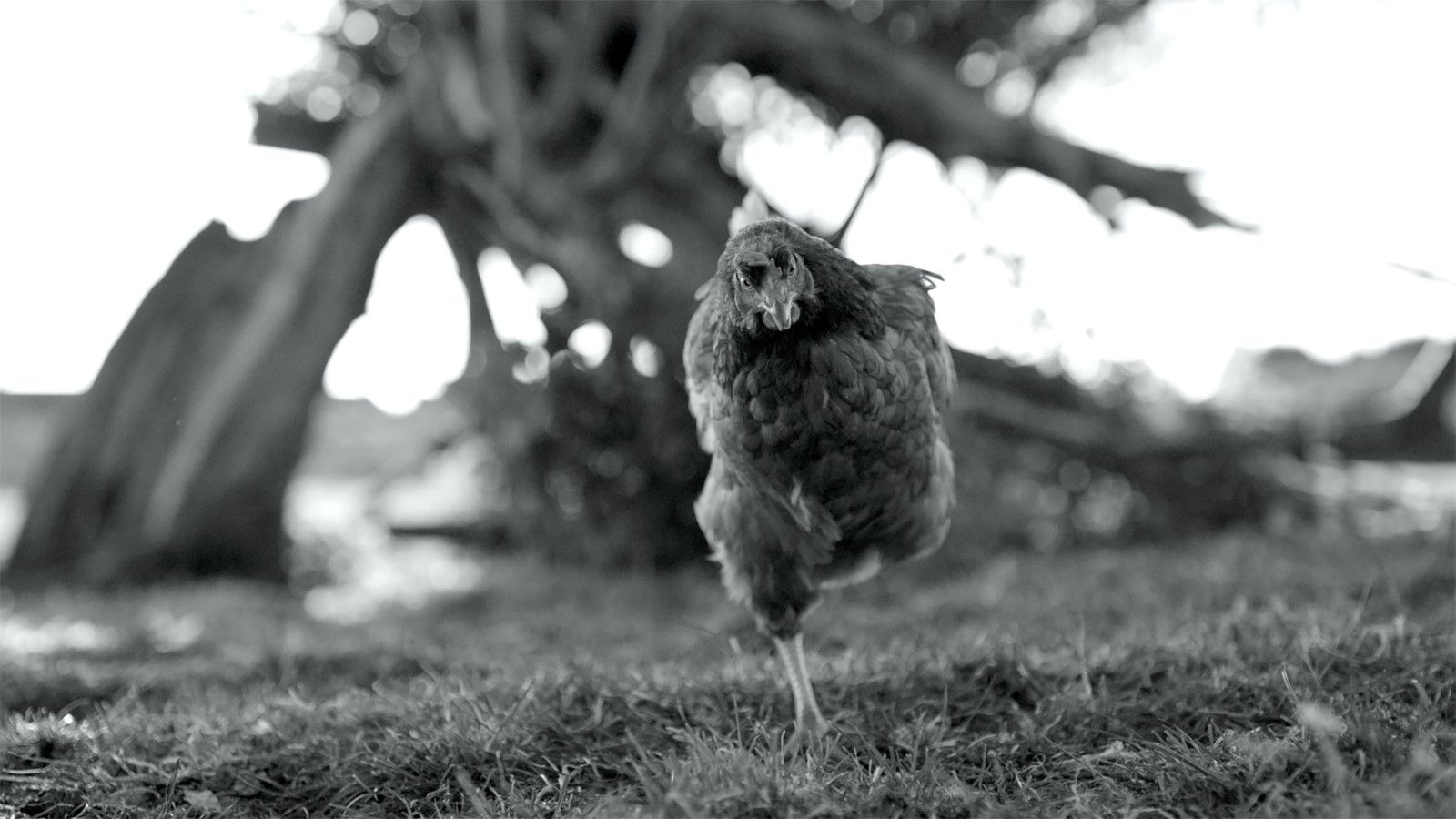 Foto do filme Gunda - Foto 1 de 13 - AdoroCinema