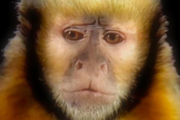 Mico Preto : Mico Preto : Fotos - 8 no 13 - AdoroCinema