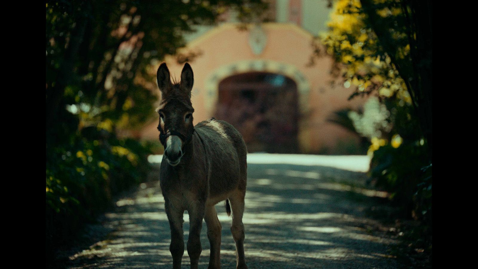 Foto do filme EO - Foto 11 de 21 - AdoroCinema